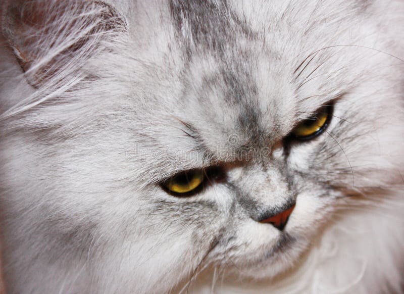 Angry fluffy cat stock image. Image of hair, white, portrait - 7561167