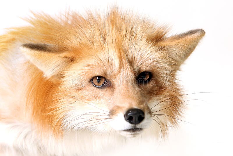 Angry Fox stock image. Image of animal, mammal, angry - 9546211