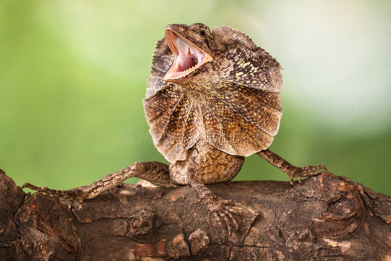 1,138 Angry Lizard Photos - Free & Royalty-Free Stock Photos from ...