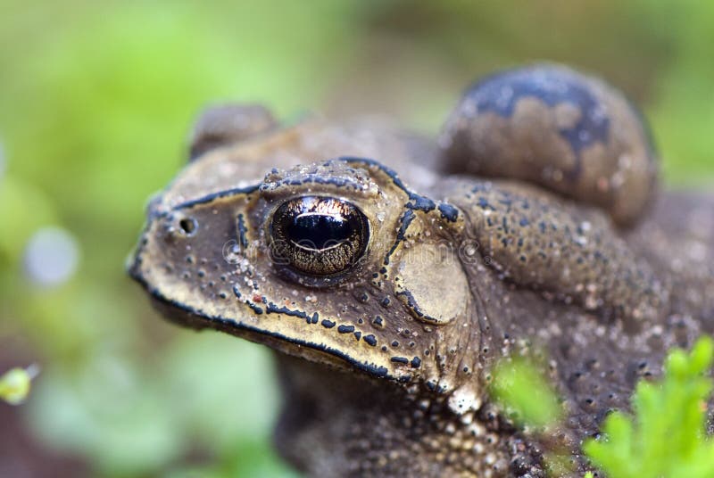 Angry frog stock image. Image of endangered, rainforest - 27110715