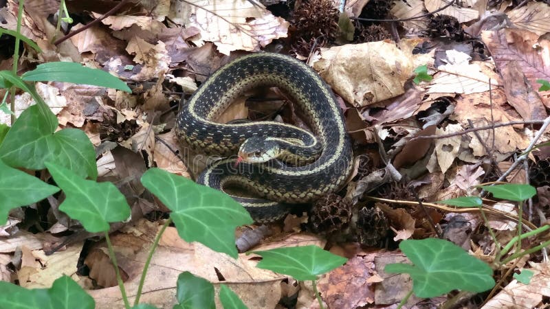 Garter Snake in a Threat Pose Stock Footage - Video of snake, america ...