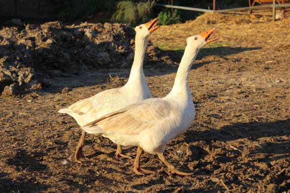 Angry geese stock photo. Image of angry, shorebird, chicken - 265798176