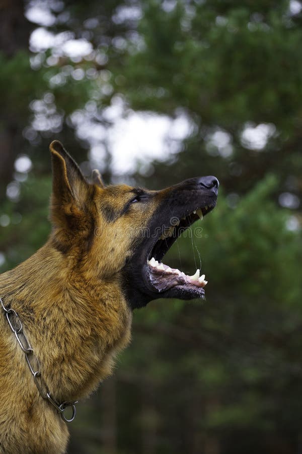 Angry German Shepherd Dog on Training. Alsatian Wolf Dog Stock Photo ...