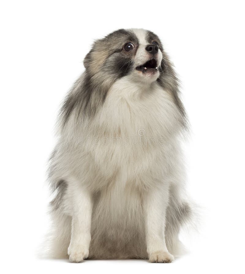 Angry German Spitz sitting stock image. Image of shouting - 39257859