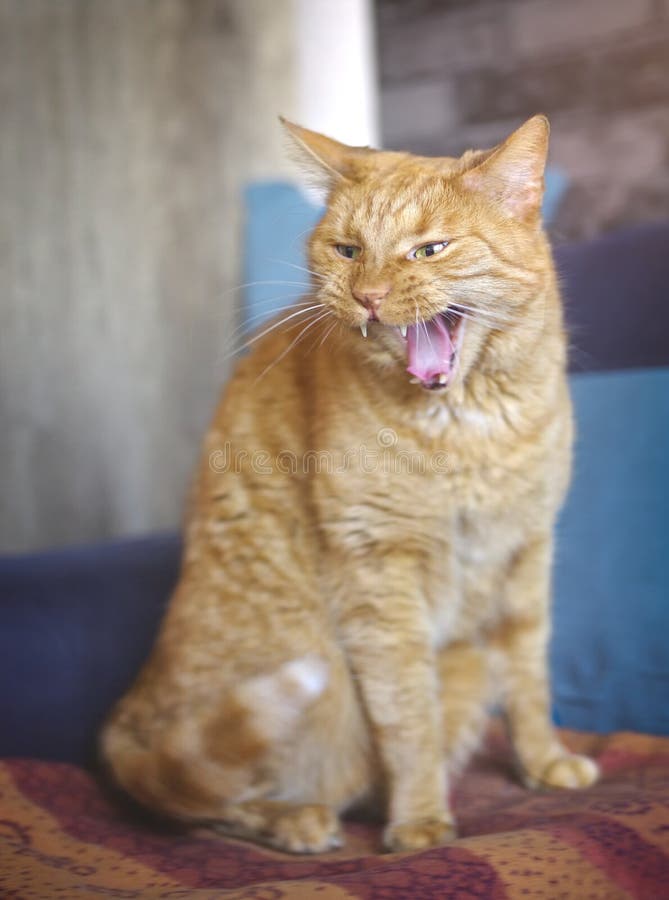 Angry Ginger Cat Sitting on the Sofa and Hissing with Mouth Open. Stock ...