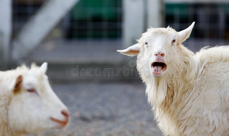 Angry Goat stock photo. Image of face, goat, goats, gesture - 22045160