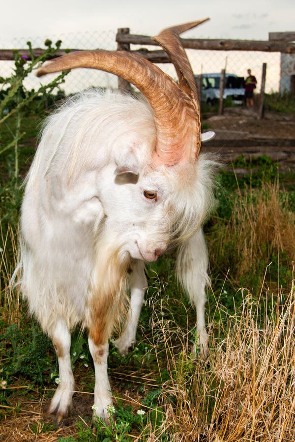 207 Cattle Devil Stock Photos - Free & Royalty-Free Stock Photos from ...