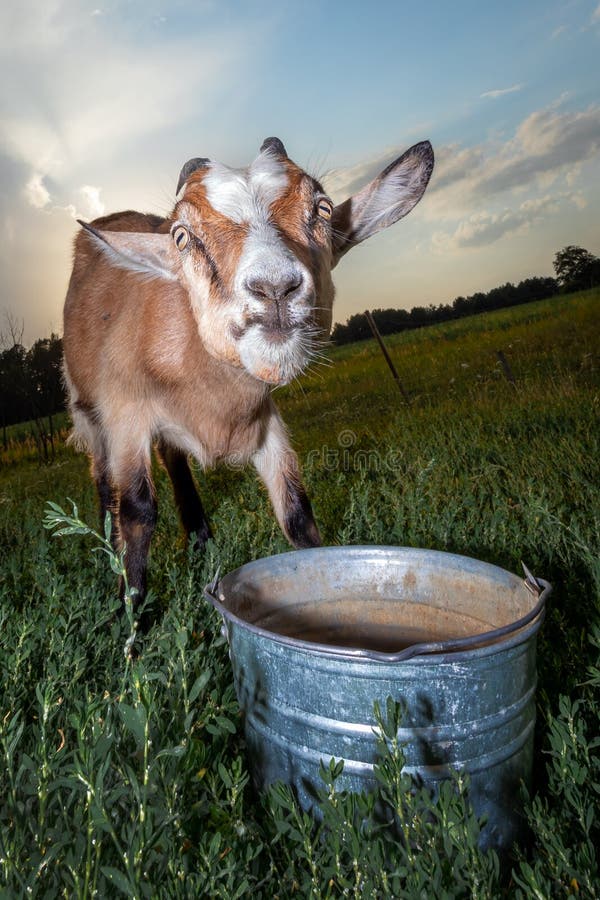 244 Angry Goat Stock Photos - Free & Royalty-Free Stock Photos from ...