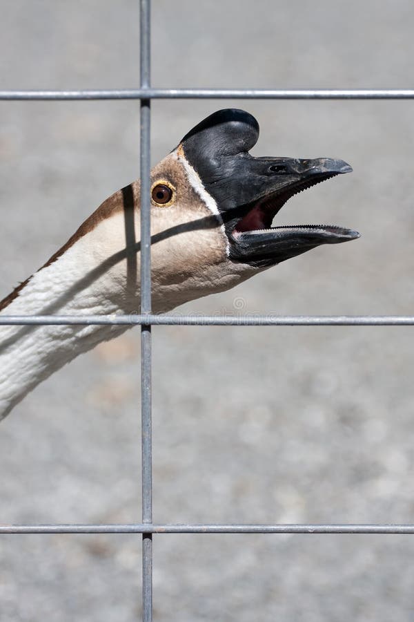 Angry Goose stock image. Image of aggression, nature - 15521007