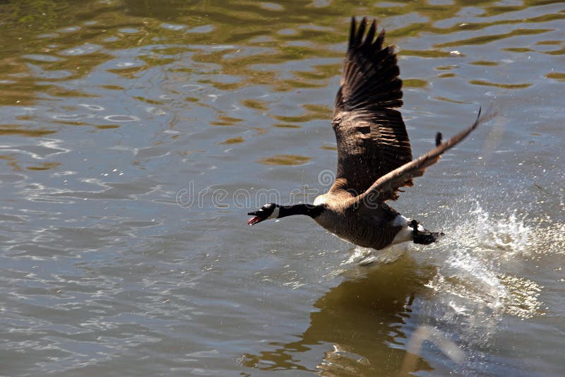 An Angry Goose Flying Over Water Stock Image - Image of morning, camp ...