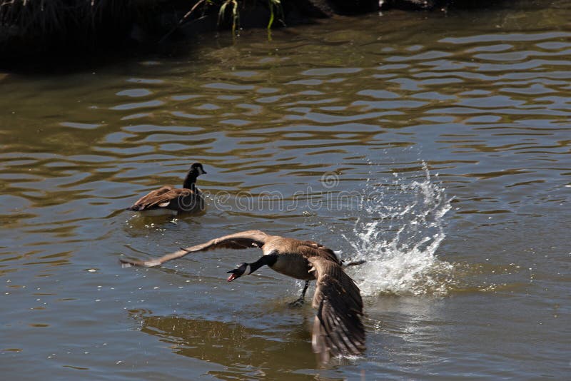 An Angry Goose Flying Over Water Stock Image - Image of reflection ...