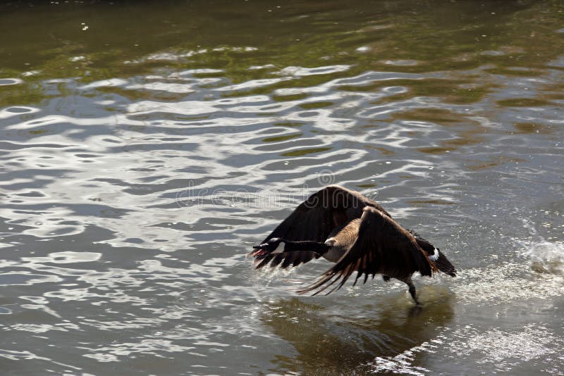 An Angry Goose Flying Over Water Stock Photo - Image of reflection ...