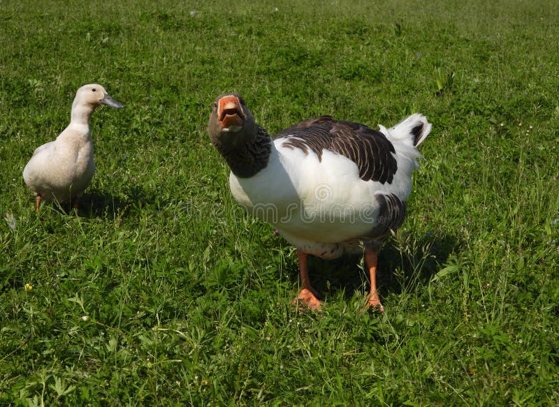 Angry goose stock photo. Image of preen, serene, warn, canada - 964766
