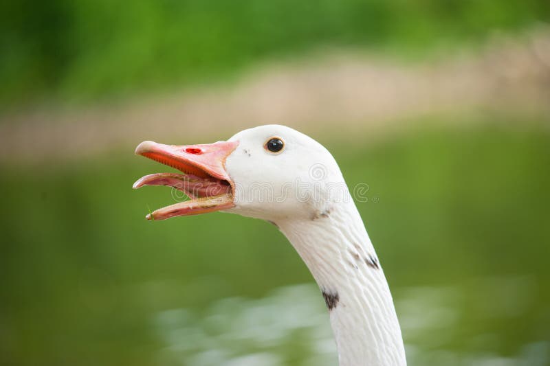 Angry White Goose