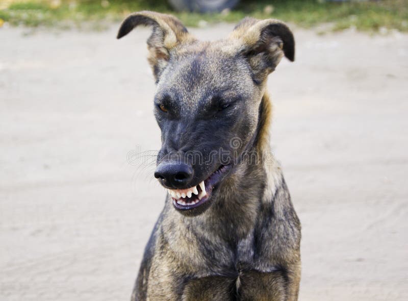 420+ Sharp teeth Free Stock Photos - StockFreeImages