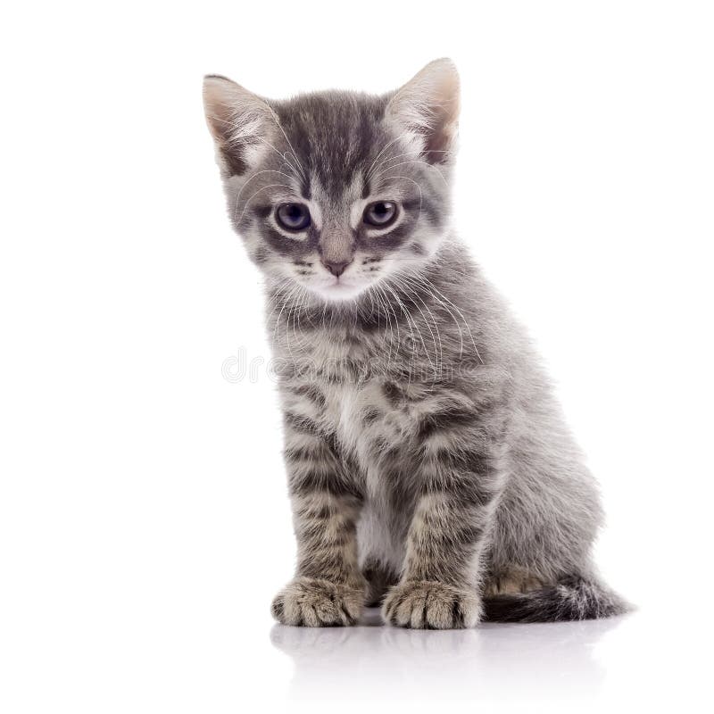 Angry gray kitten. stock image. Image of kitten, vertebrate - 47873353