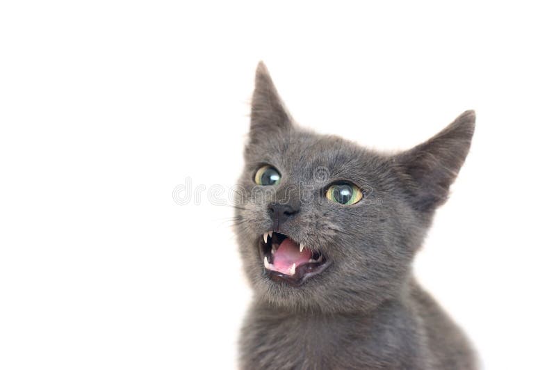 Angry Grey Cat Stock Photography - Image: 21608542