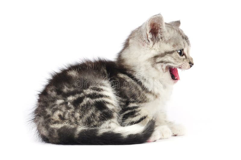 Angry Grey Heron Standing, Screaming, Ardea Cinerea Stock Photo - Image ...