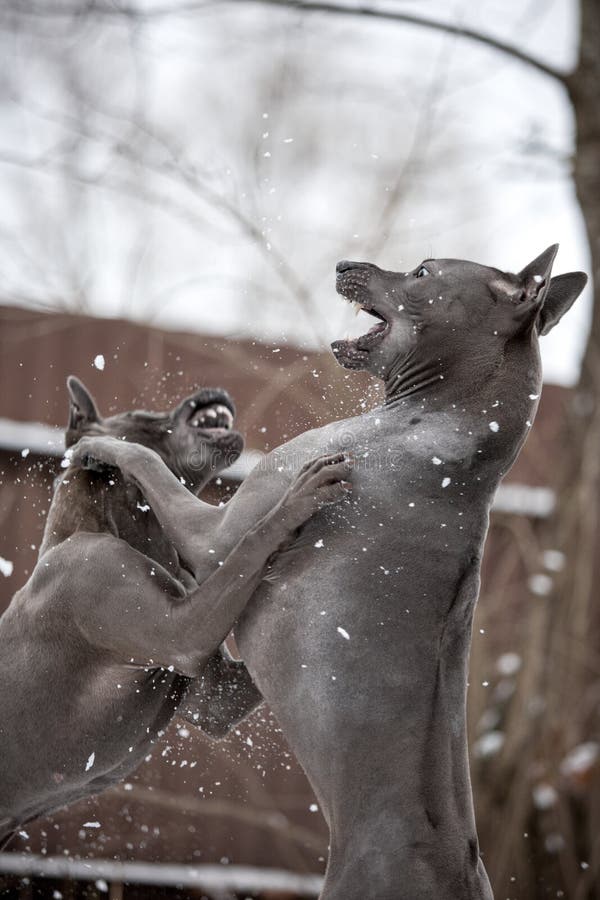 Angry Grey Thai Ridgeback Dog Fight on Snow Stock Image - Image of face ...