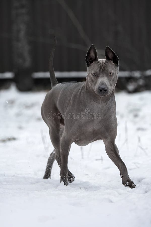 17,256 Angry Grey Photos - Free & Royalty-Free Stock Photos from Dreamstime