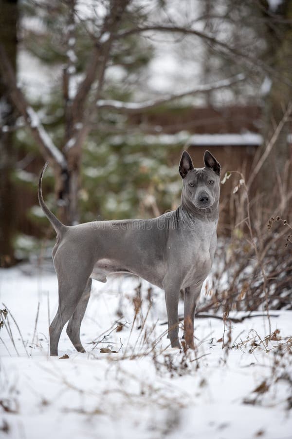 7,201 Dog Stay Photos - Free & Royalty-Free Stock Photos from Dreamstime