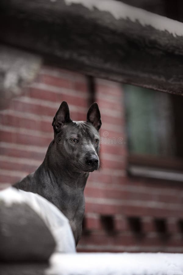 17,256 Angry Grey Photos - Free & Royalty-Free Stock Photos from Dreamstime