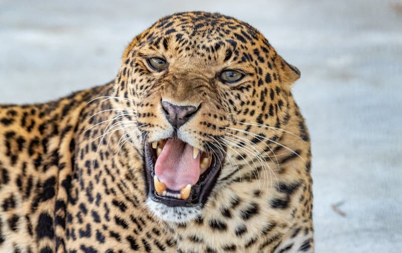 An Angry, Grinning Leopard. Stock Image - Image of outdoor, language ...