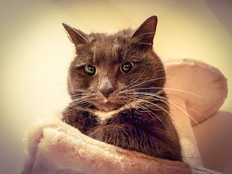 Angry grey cat stock photo. Image of cuddly, ears, domestic - 21608542