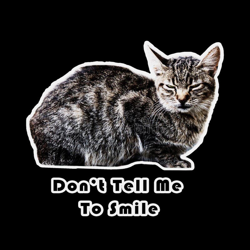 Angry Grumpy Cat Unhappy with Angry Expression Stock Photo - Image of ...