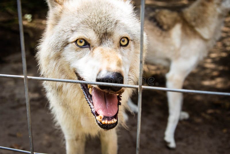 Angry Guard Dog Looking from the Cage Barking Stock Image - Image of ...