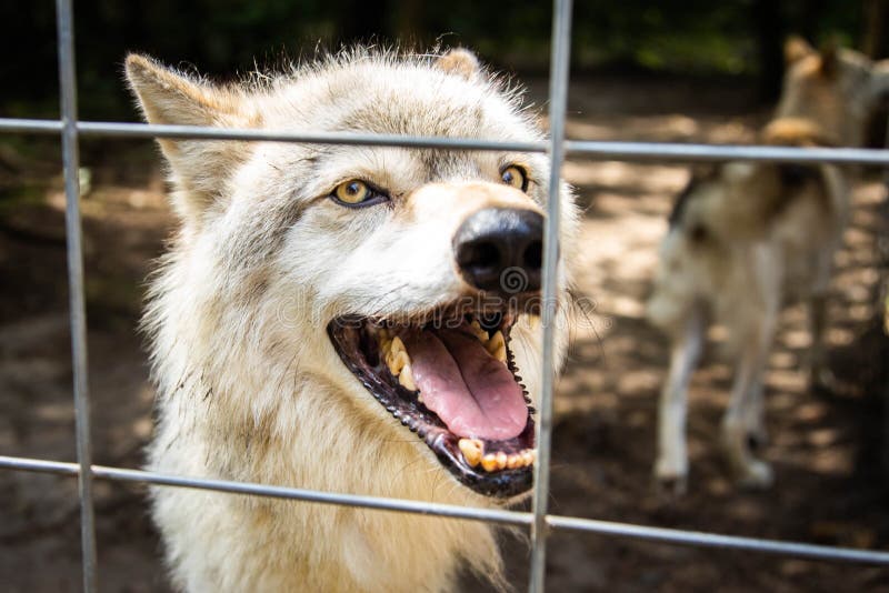 Angry Guard Dog Looking from the Cage Barking Stock Photo - Image of ...