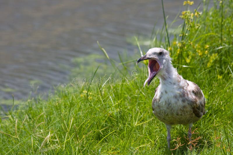 Angry gull stock photo. Image of laridae, grass, charadriiformes - 8317952