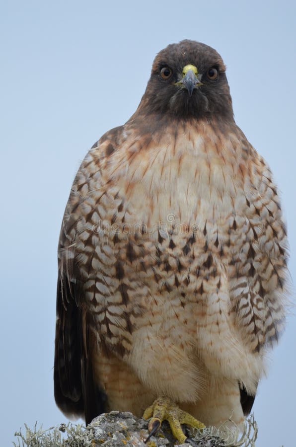 Angry Hawk stock photo. Image of wings, coopers, prey - 291548644