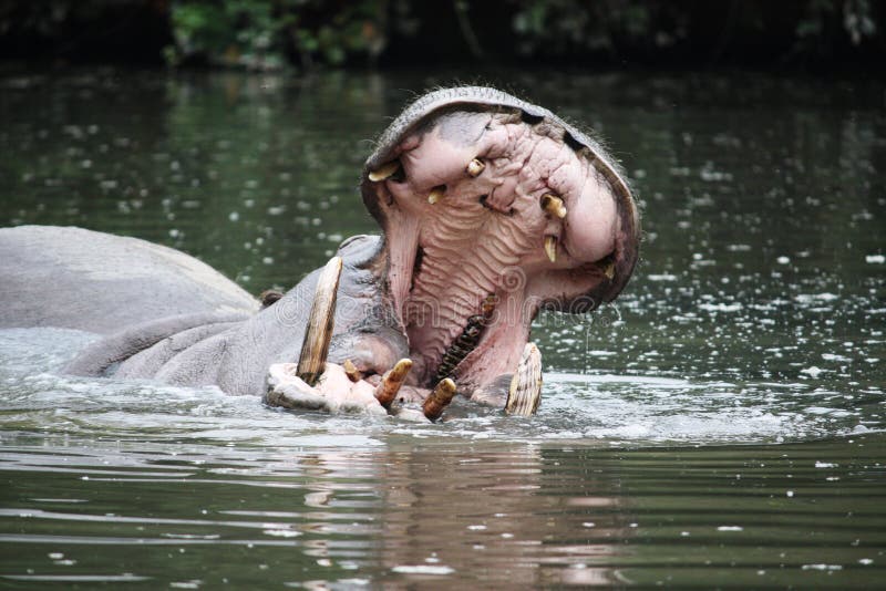 An angry Hippo stock image. Image of throat, mouth, water - 6731447