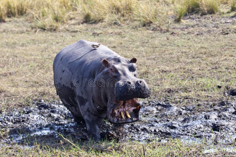 Angry Hippo with Open Mouth, Naivasha, Kenya Stock Photo - Image of ...