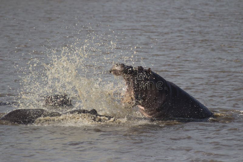 Angry hippo stock photo. Image of park, aggressive, natural - 237312