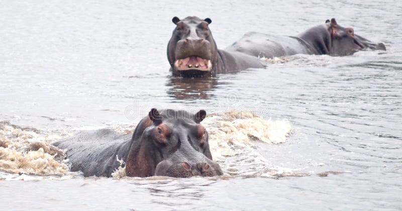 Hippos in Africa stock photo. Image of game, environment - 10321656