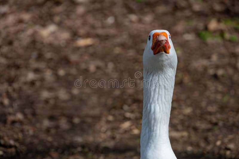 White Embden Geese stock image. Image of direction, marching - 14592101