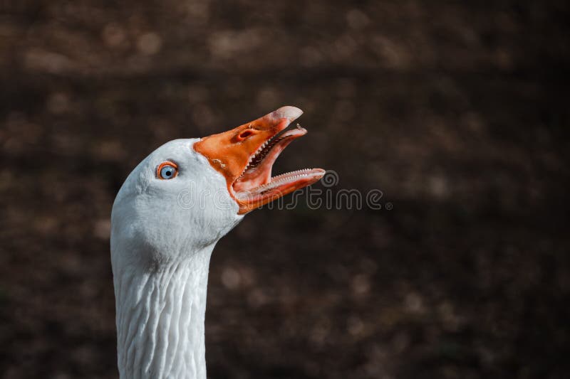 White Embden gosling geese stock photo. Image of outdoor - 14397902