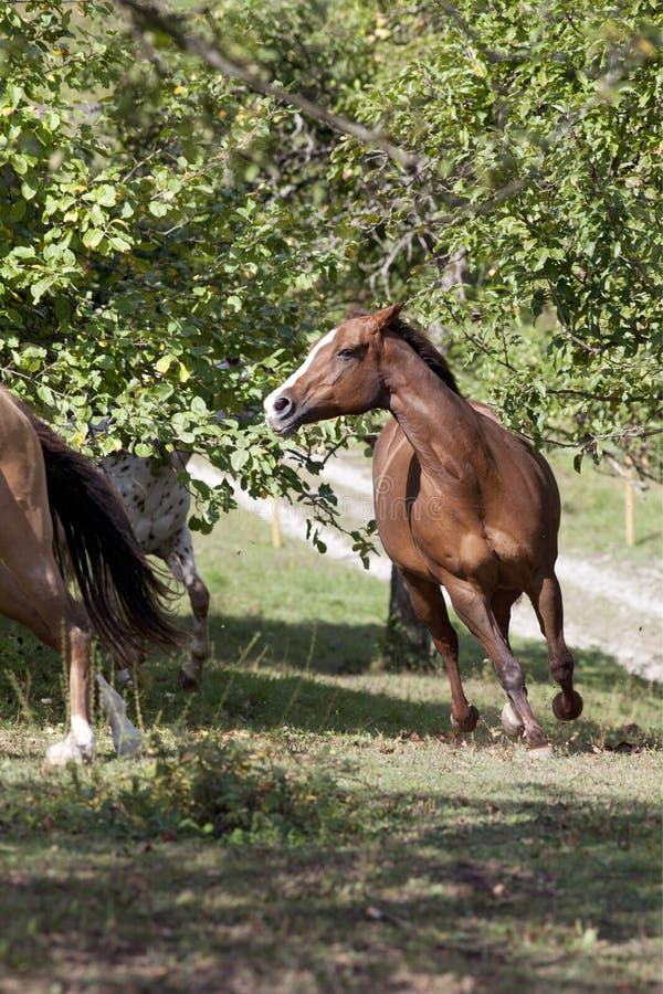 141 Angry Stallion Stock Photos - Free & Royalty-Free Stock Photos from ...