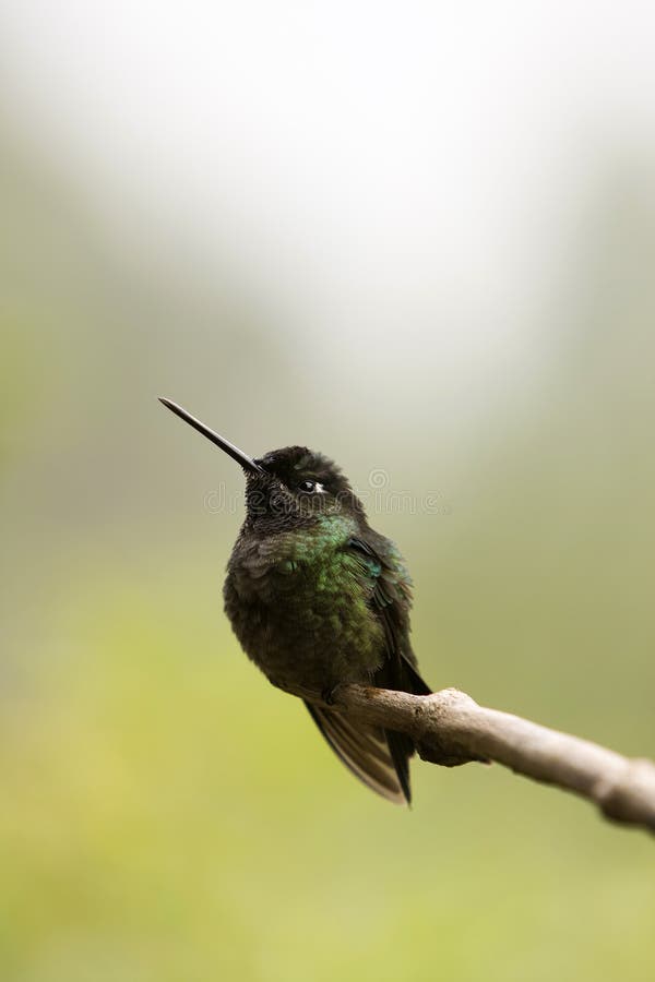 Angry hummingbird stock photo. Image of wildlife, blue - 12594270