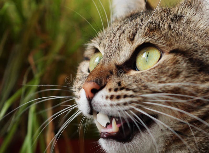 African Wildcat (Felis Lybica) Stock Photo - Image of game, lybica: 2480946