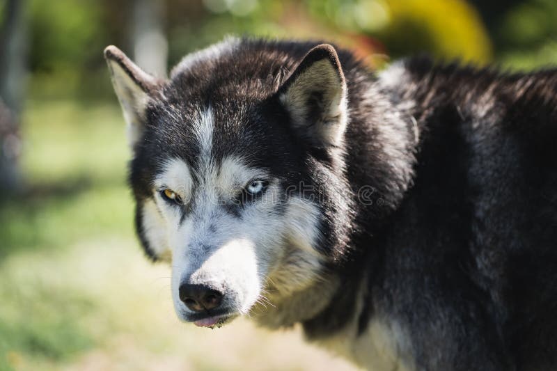 Angry Husky Dog, Close-up Photo Stock Photo - Image of alaskan ...