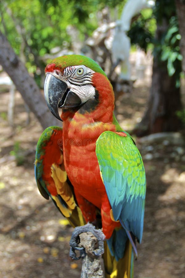 Macaw on close-up stock image. Image of saopaulo, brazil - 81740687