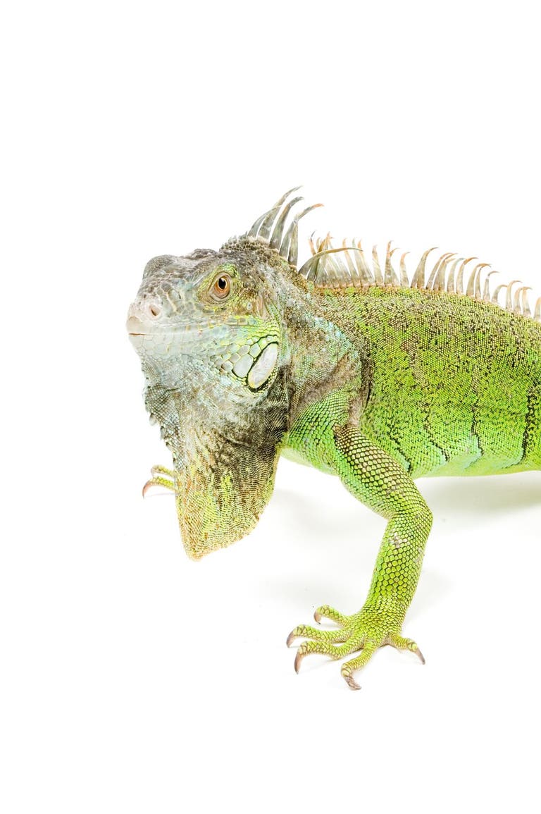 1,646 Angry Lizard Stock Photos - Free & Royalty-Free Stock Photos from ...