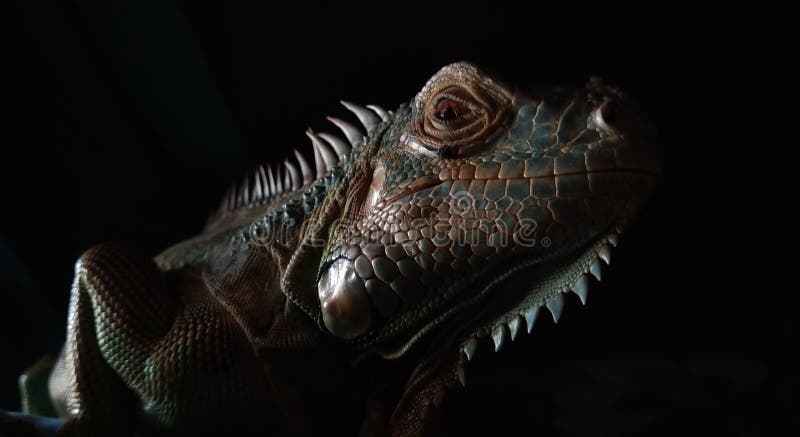Angry Iguana in Black Background Stock Photo - Image of background ...