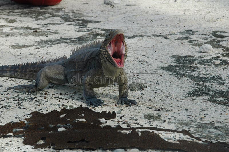 Angry iguana stock photo. Image of animal, paradise, island - 51372816