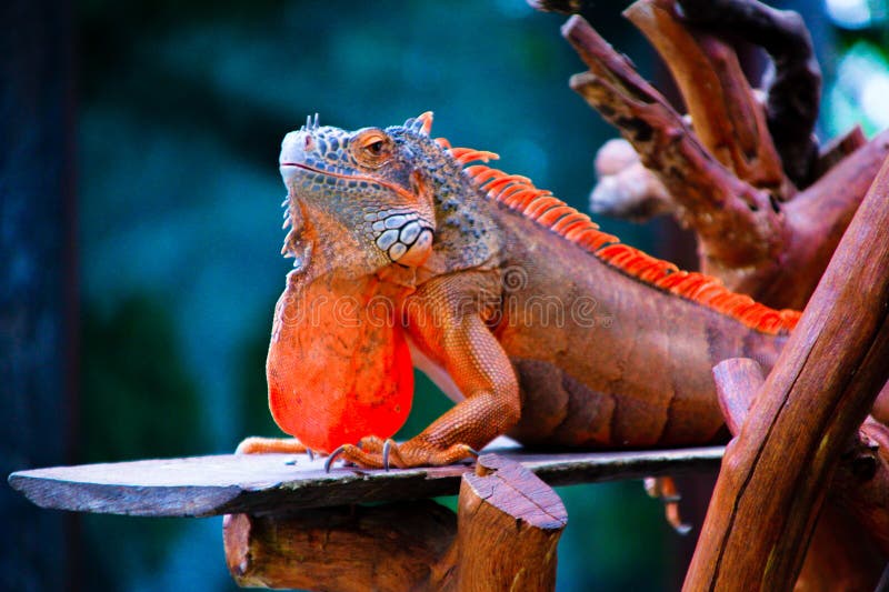 Angry iguana stock photo. Image of animal, paradise, island - 51372816