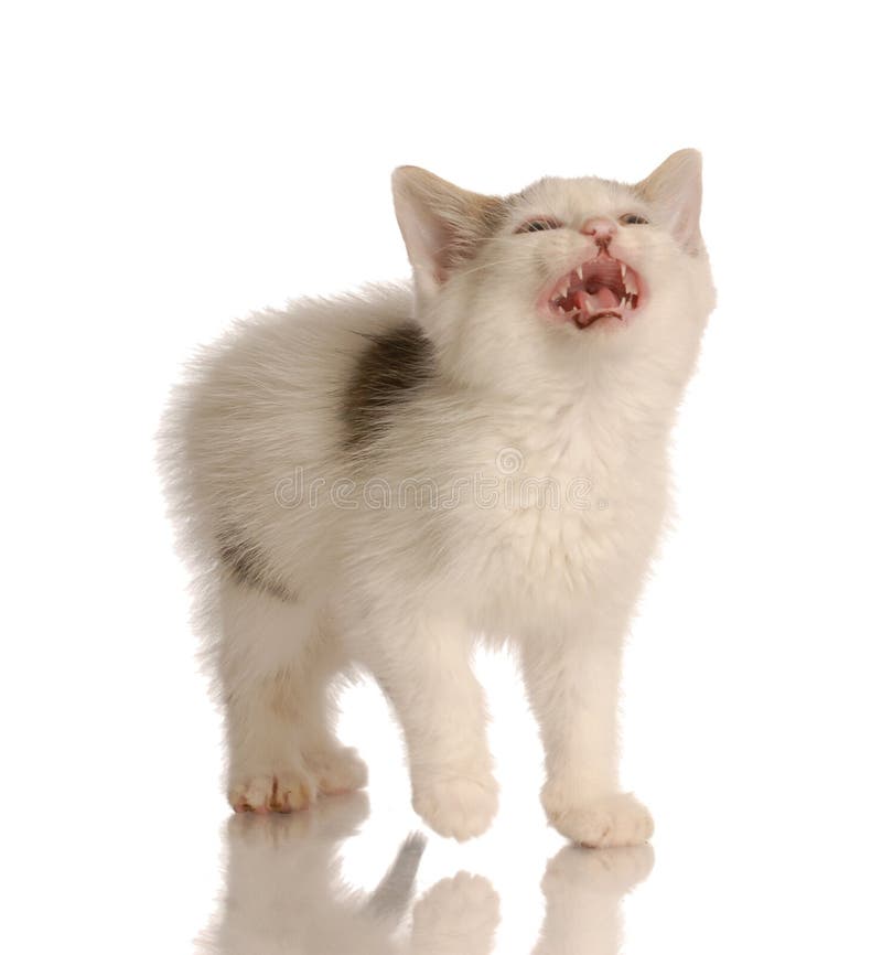 Angry kitten stock photo. Image of discover, watch, companion - 10000284