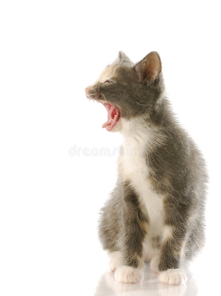 11,624 Angry Kitten Stock Photos - Free & Royalty-Free Stock Photos ...